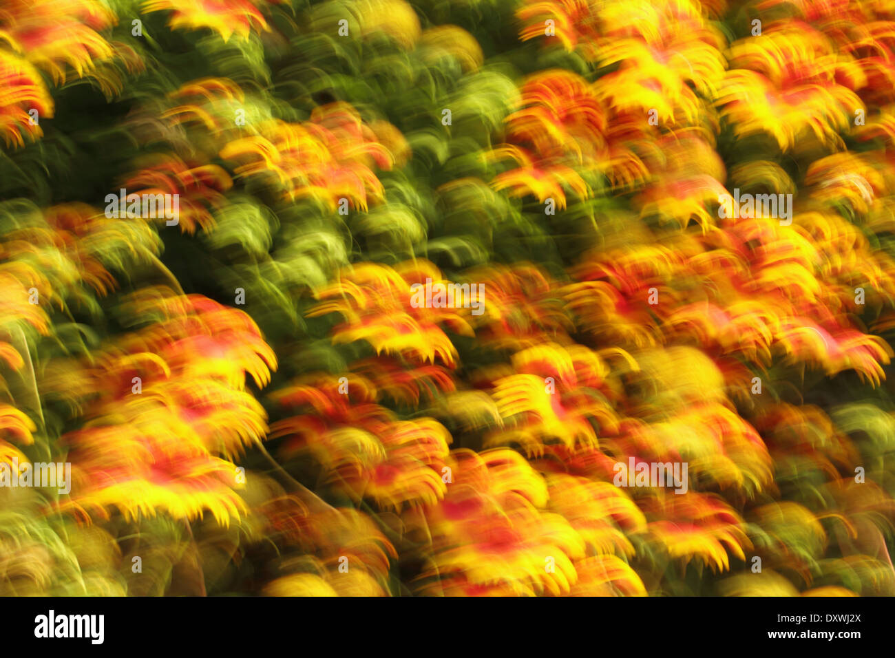 1970s psychedelic hi-res stock photography and images - Alamy