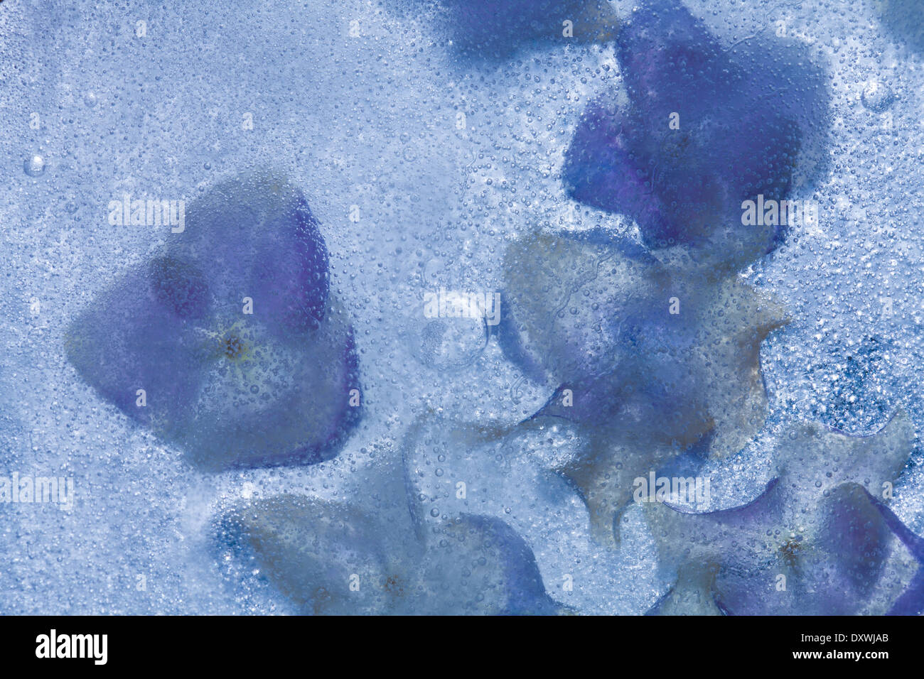 icy plants - plants frozen into a block of ice with trapped air bubbles ...