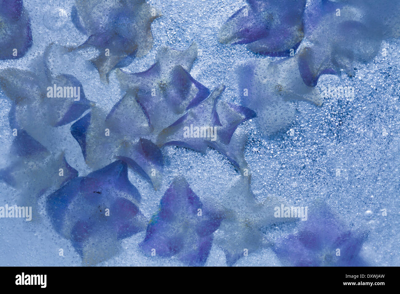 icy plants - plants frozen into a block of ice with trapped air bubbles ...
