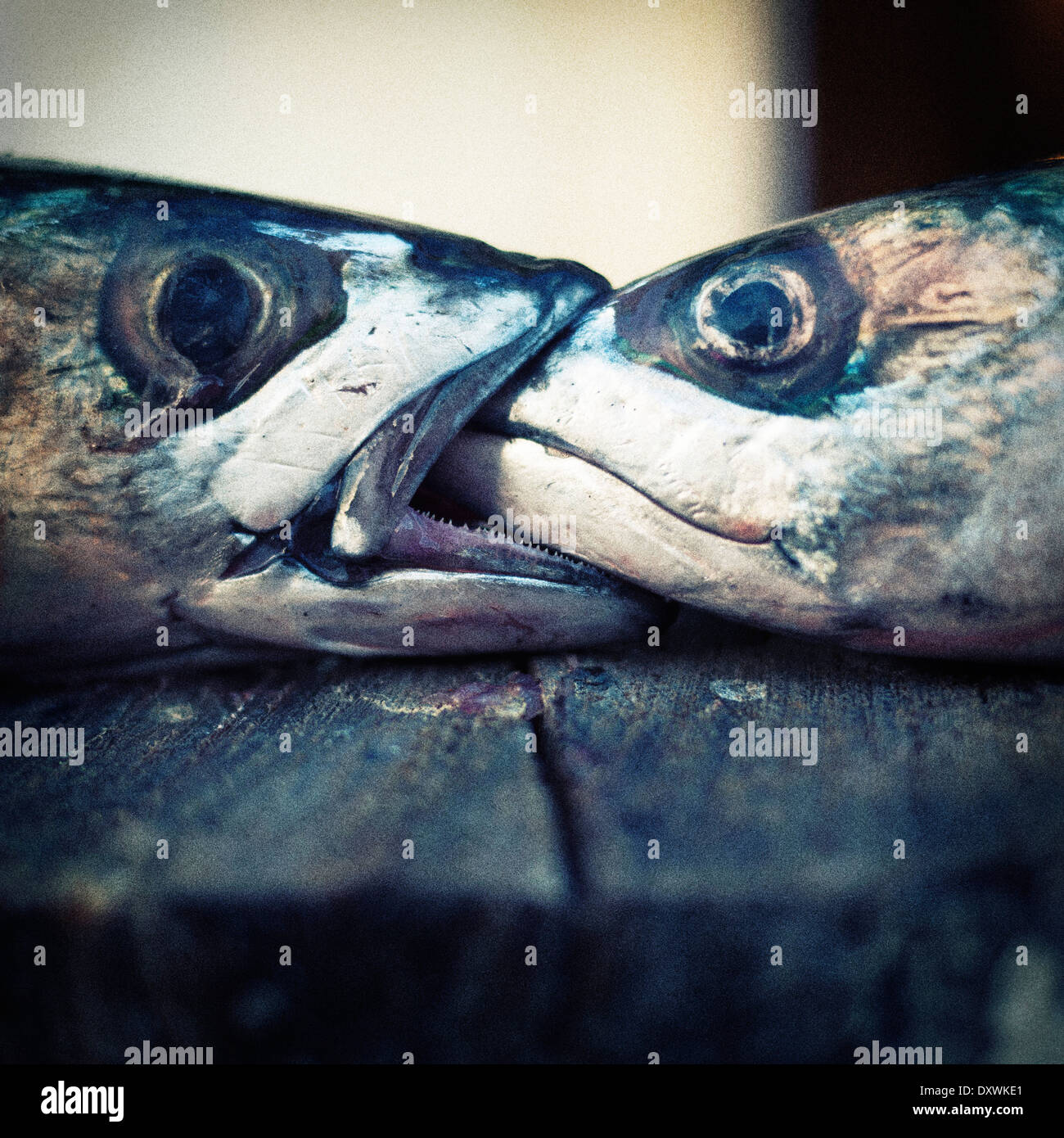 Mackerel heads hi-res stock photography and images - Alamy