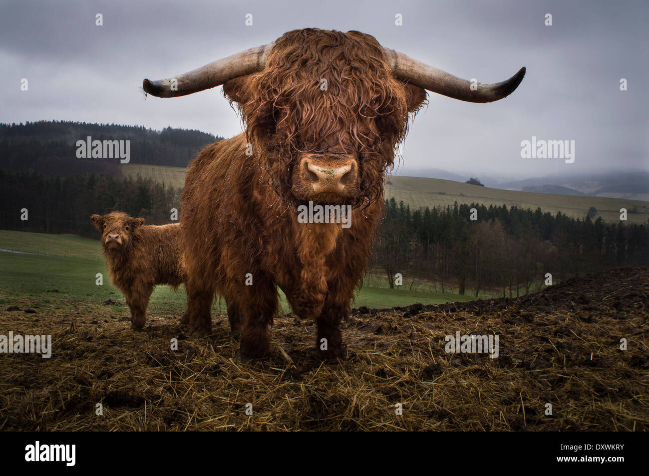 Taurus mountains stallion hi-res stock photography and images - Alamy