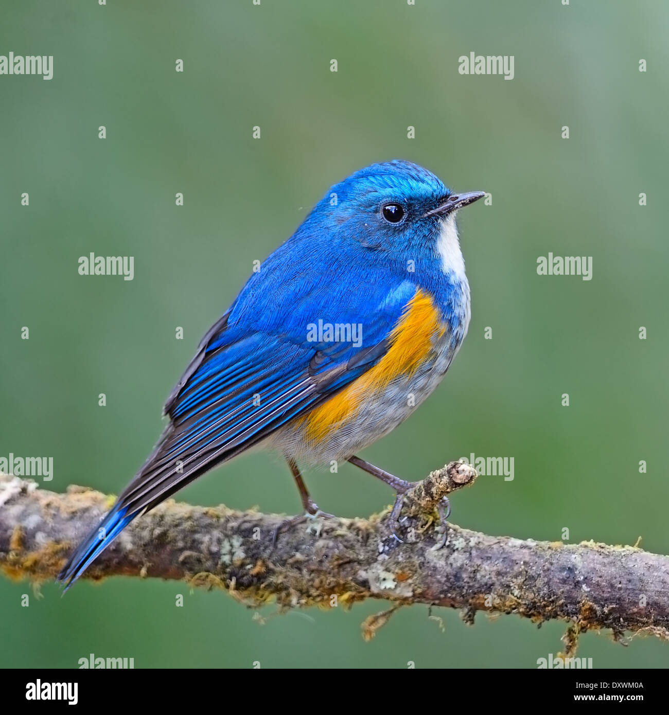 Closeup of colorful bird, male Himalayan Bluetail (Tarsiger rufilatus ...