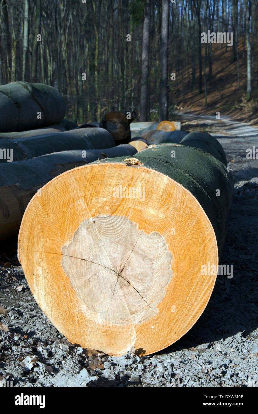 Beechwood log hi-res stock photography and images - Alamy