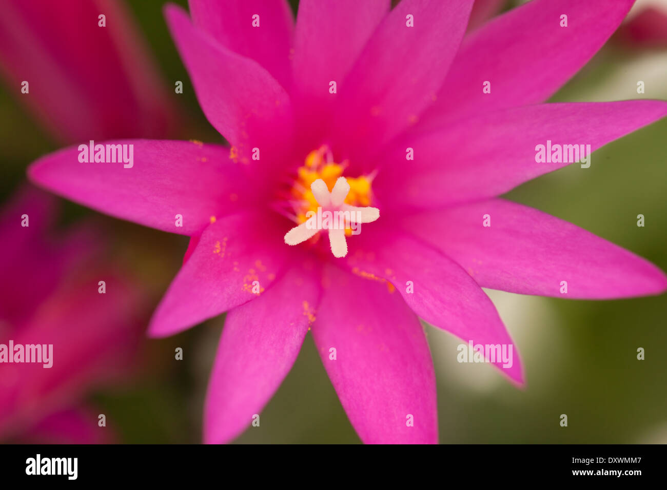 Yellow christmas cactus hi-res stock photography and images - Alamy