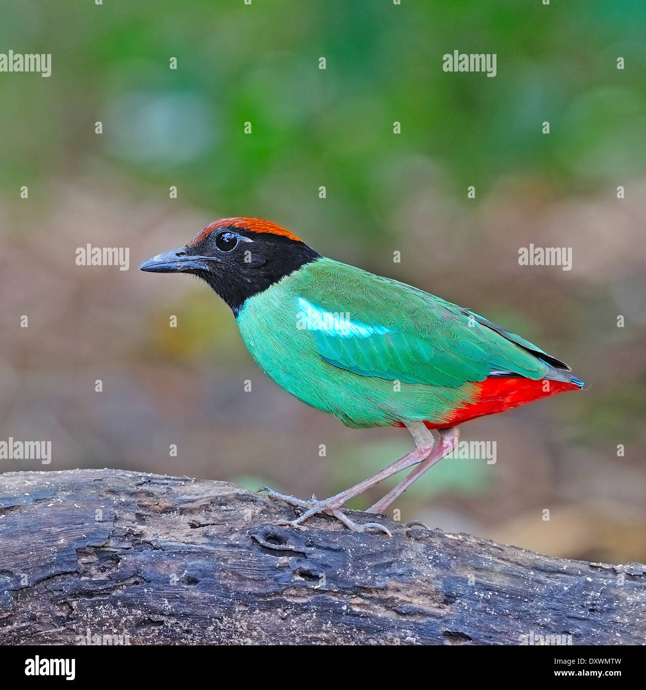 Hooded Pitta (Pitta sordida), standing on the log Stock Photo - Alamy