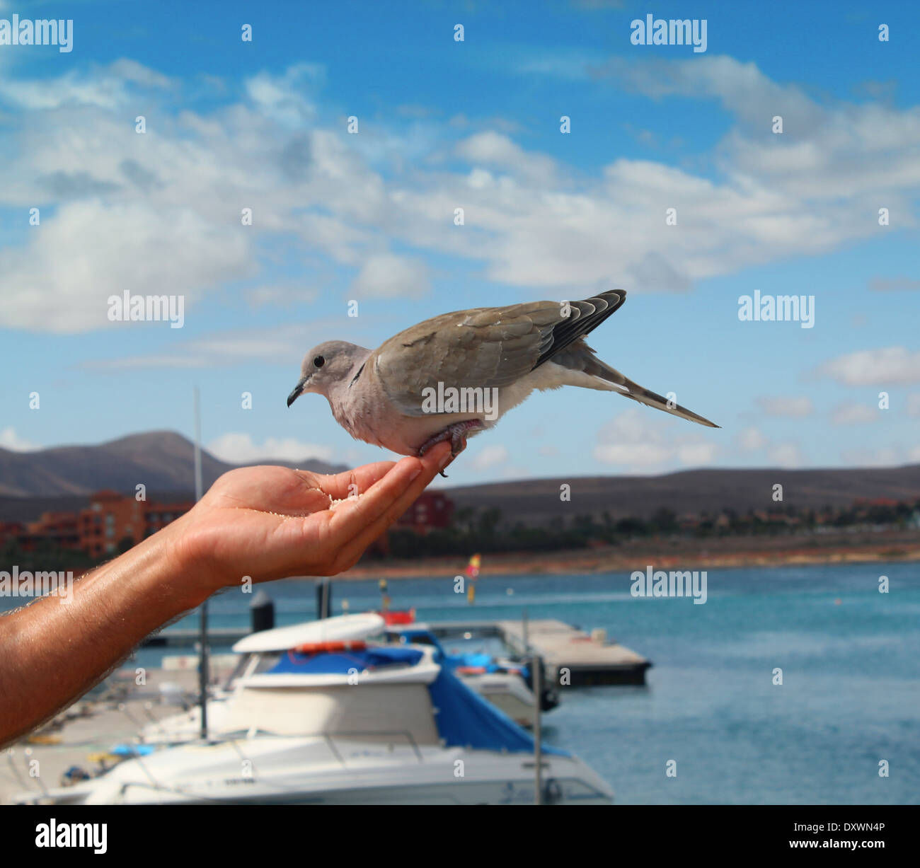 Feeding the dove from hand Stock Photo - Alamy