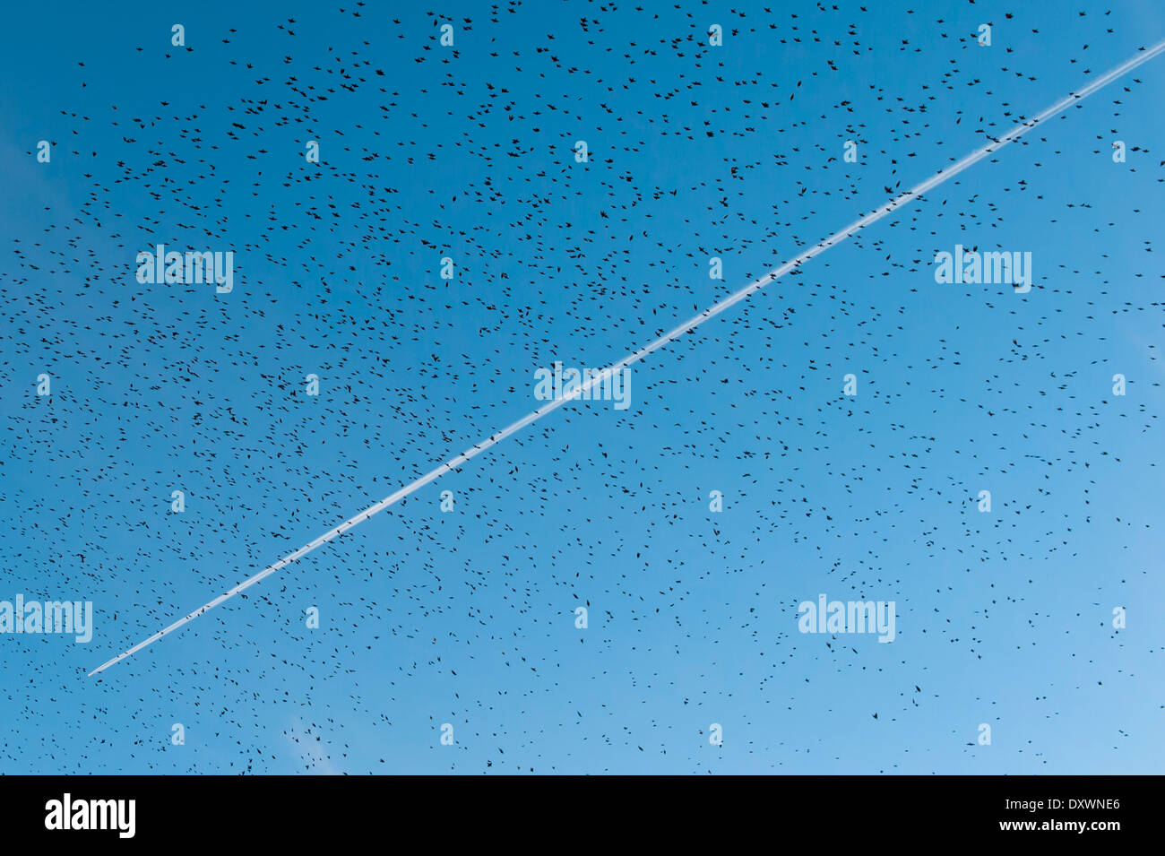 An aircraft contrail high above a flock of starlings Stock Photo - Alamy