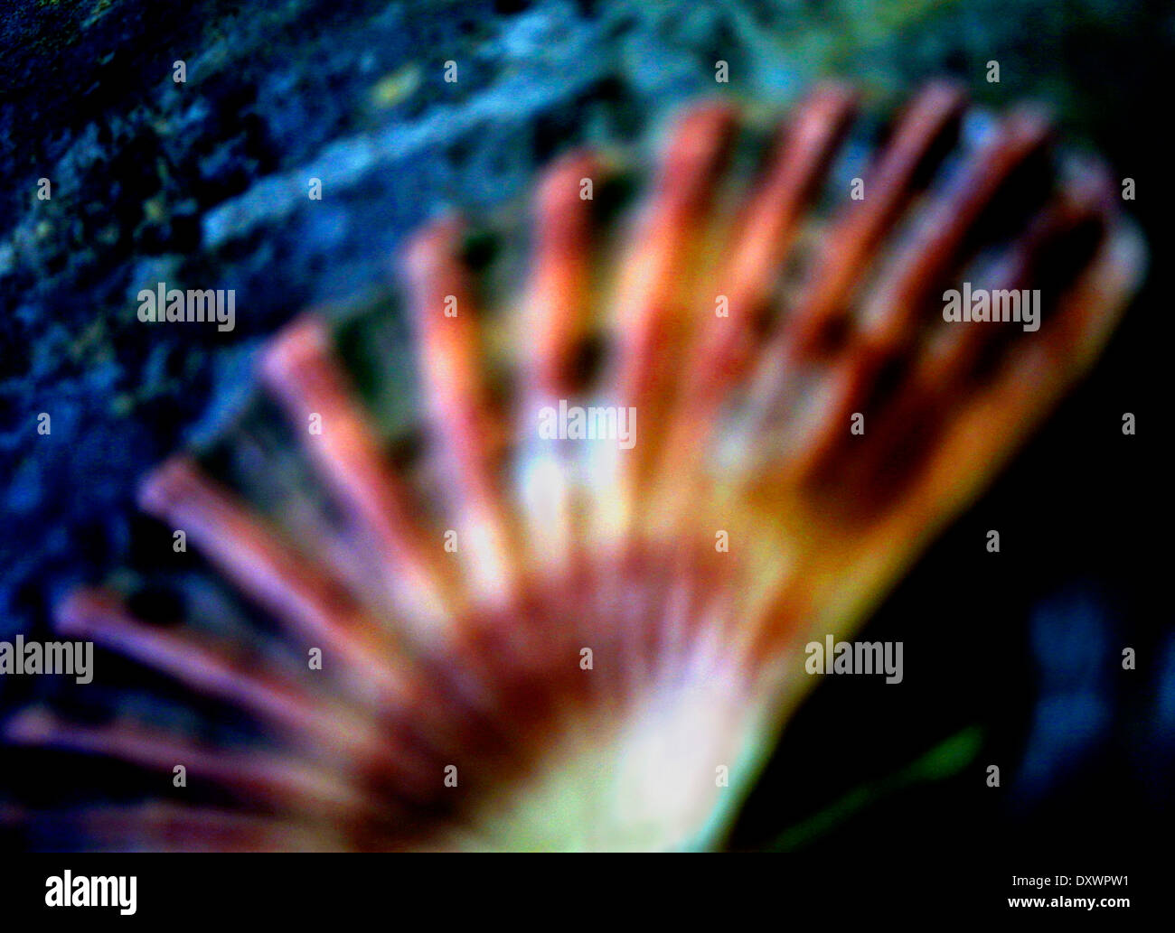 Scallop shell, symbol of Saint Jacques Stock Photo - Alamy