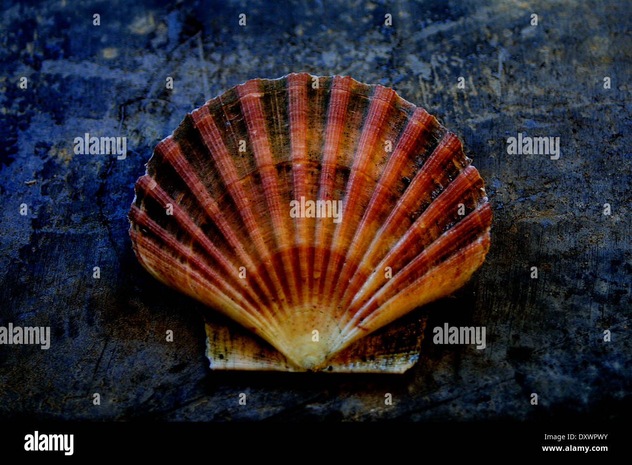 Shell Emblem High Resolution Stock Photography and Images - Alamy