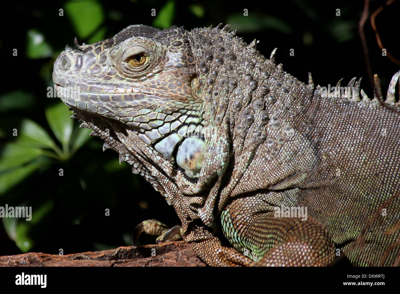 Green Iguana (Iguana iguana) close-up of the head Stock Photo - Alamy