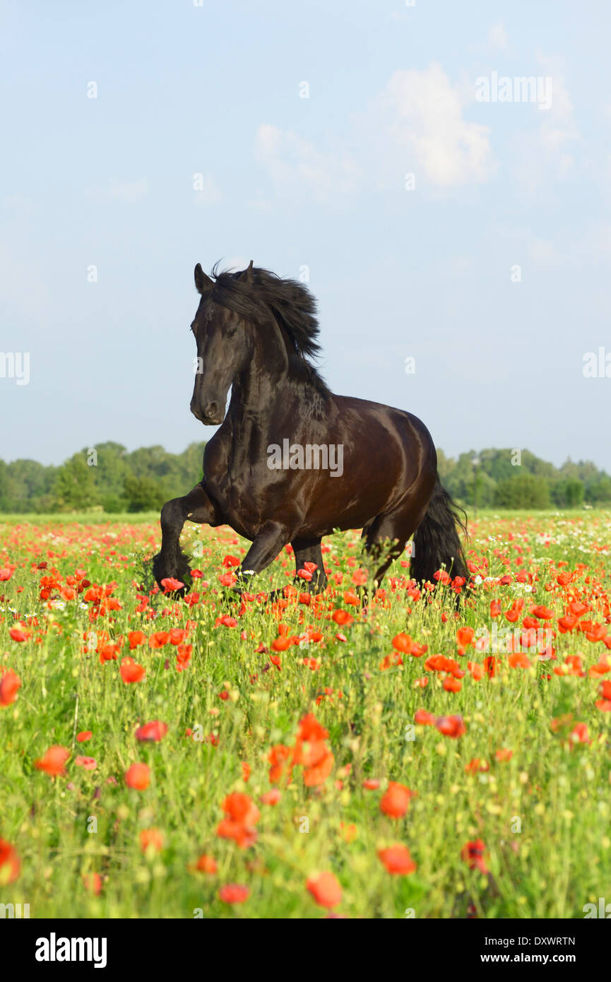 Friesian horse galloping in a poppy field Stock Photo - Alamy
