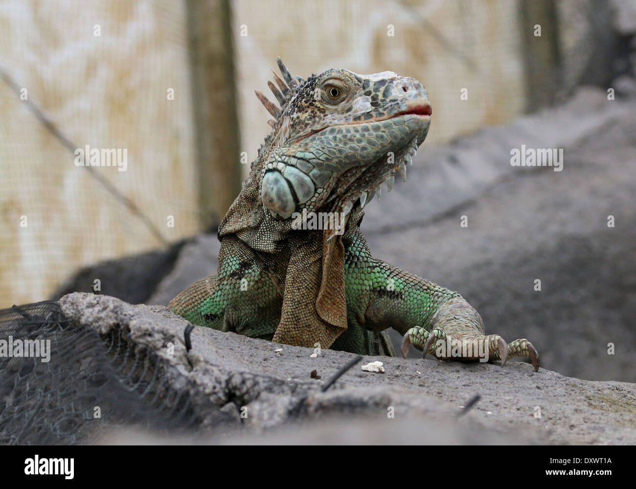 Green Iguana (Iguana iguana) close-up of the head Stock Photo - Alamy