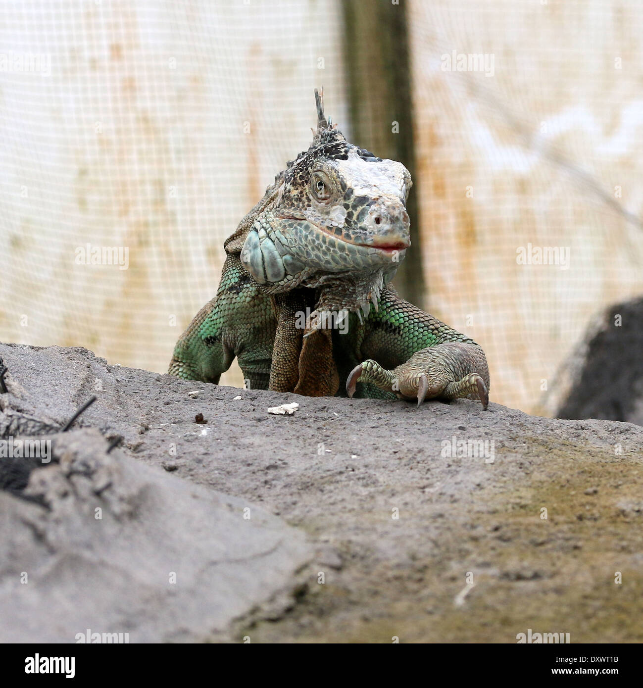 Green Iguana (Iguana iguana) close-up Stock Photo - Alamy