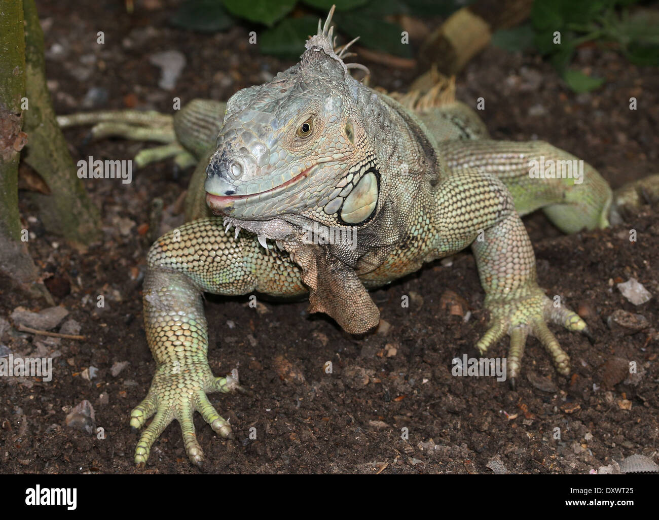 Green Iguana (Iguana iguana) close-up of the head and body, facing the ...