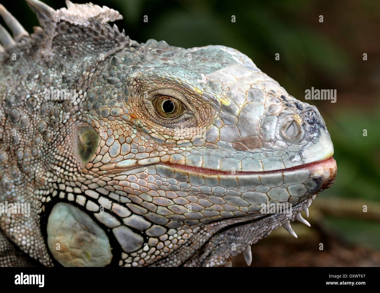 Green Iguana (Iguana iguana) close-up of the head Stock Photo - Alamy