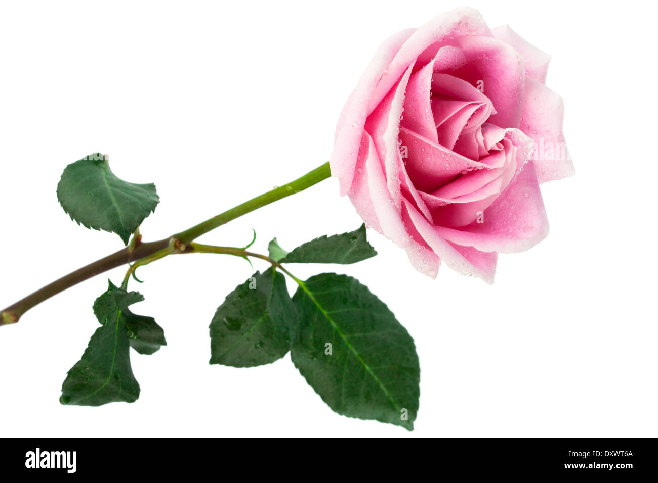 single pink rose on a white background Stock Photo - Alamy