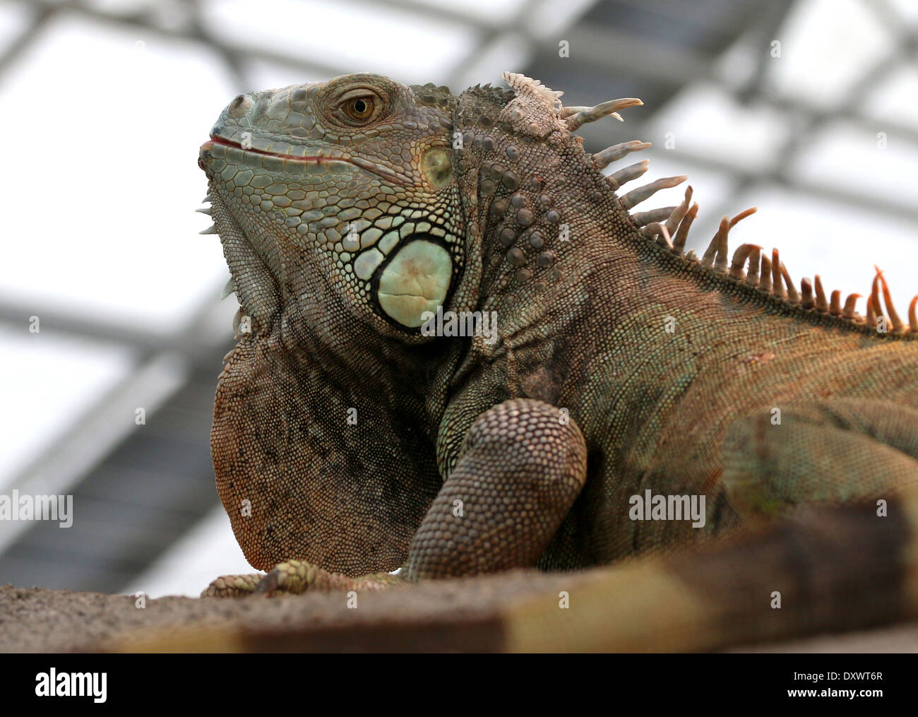 Green Iguana (Iguana iguana) close-up of the head Stock Photo - Alamy