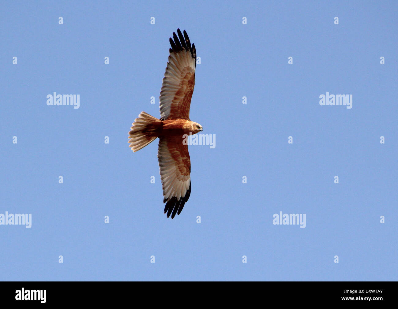 Male Marsh Harrier (Circus aeruginosus) in flight Stock Photo - Alamy