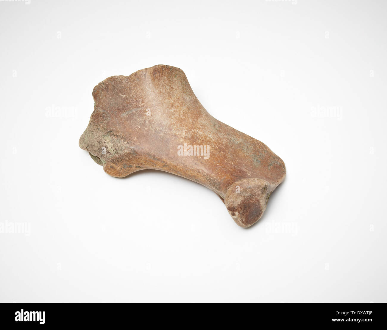 still life of a bone against a white background Stock Photo - Alamy