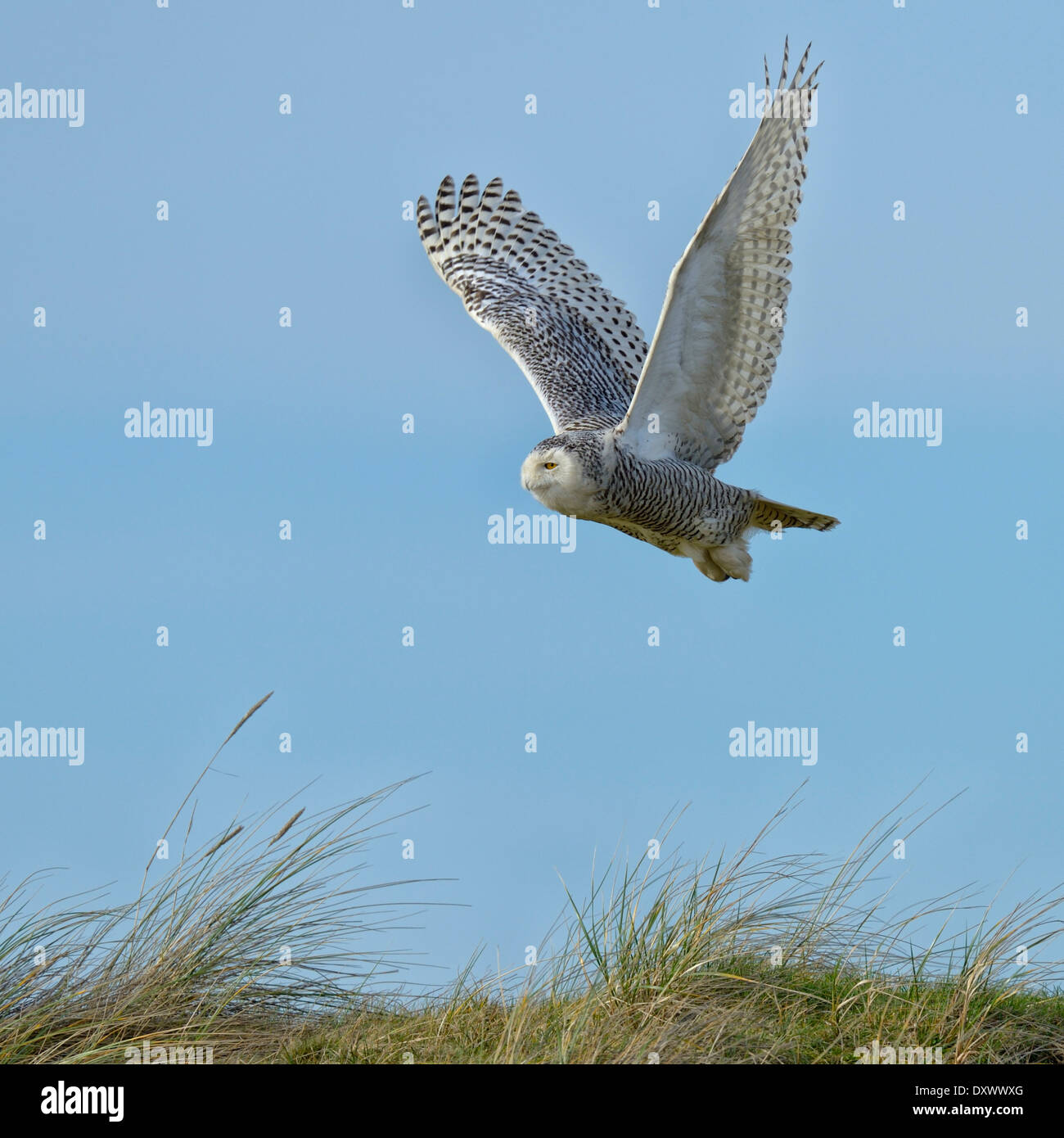 Snowy Owl (Bubo scandiacus), female flying over a dune area in the ...