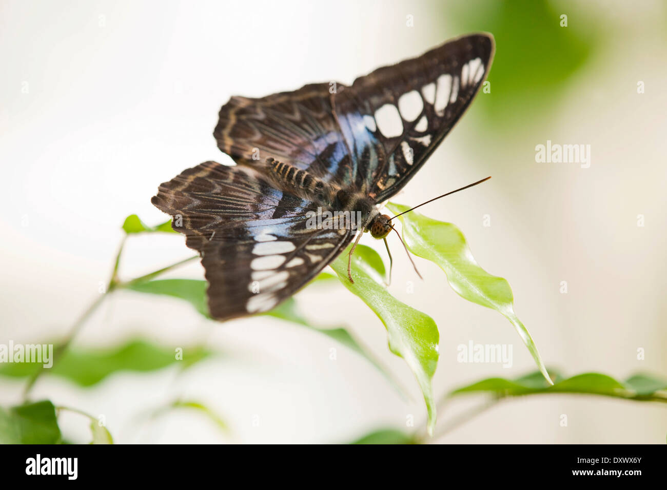 Blue Clipper butterfly (Parthenos sylvia lilacinus), captive, Thuringia ...
