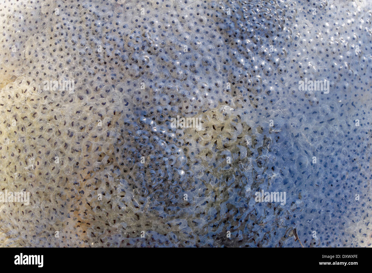 Frog spawn, Common Frog (Rana temporaria), Isar, Bavaria, Germany Stock Photo - Alamy