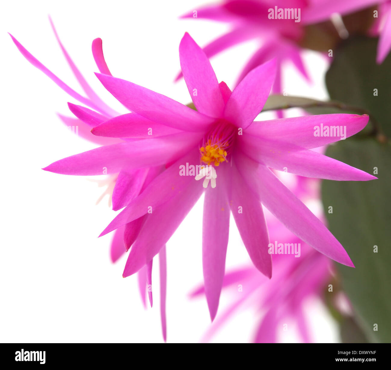 Magenta Christmas Cactus background Stock Photo - Alamy