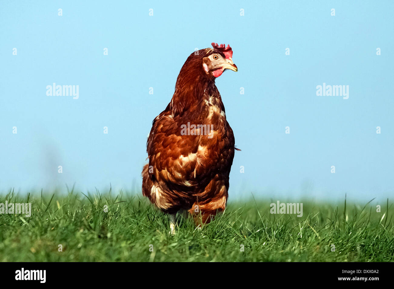 Lohmann hen hi-res stock photography and images - Alamy