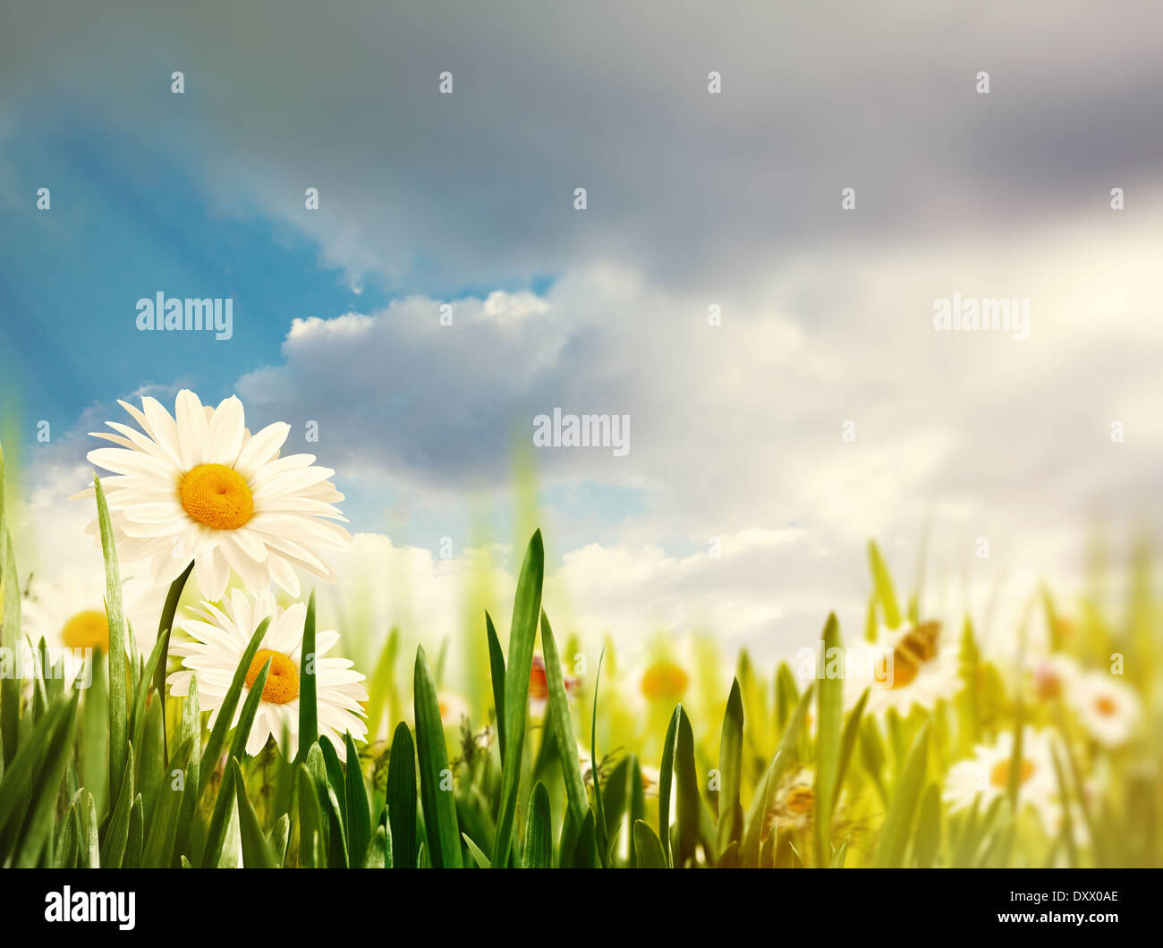 Bright summer afternoon. Natural backgrounds Stock Photo - Alamy