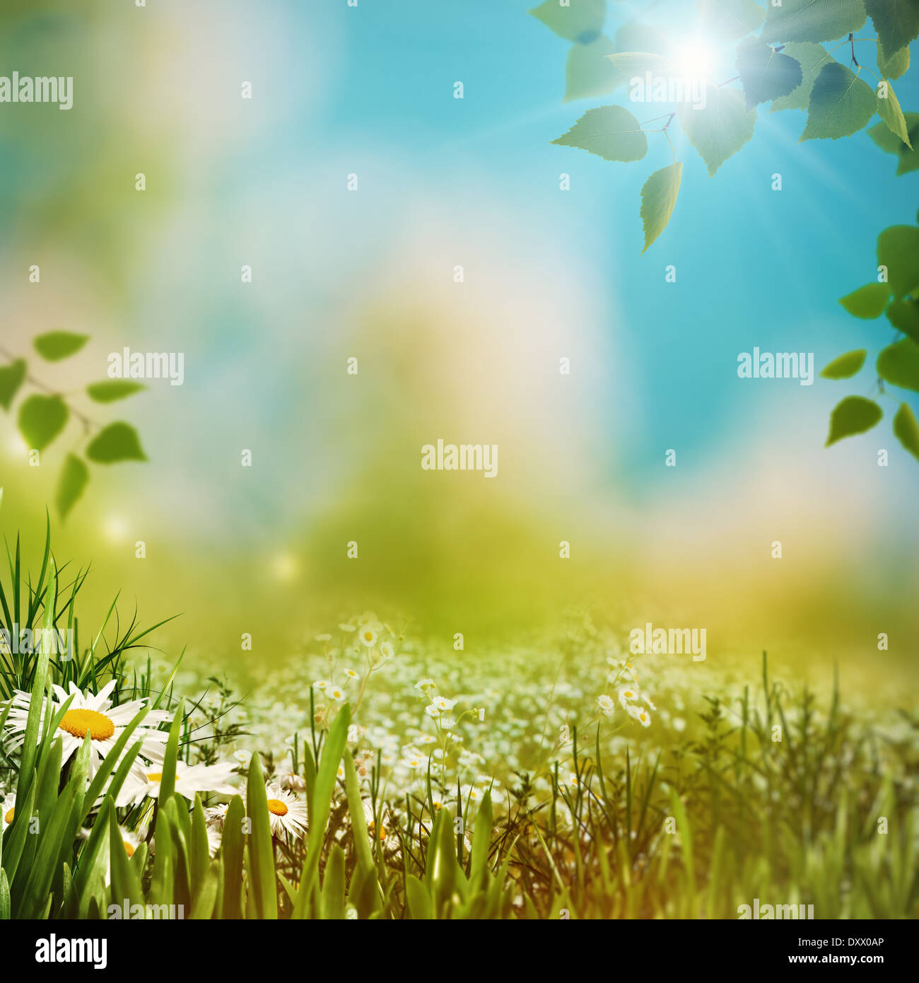 Bright summer afternoon. Natural backgrounds Stock Photo - Alamy