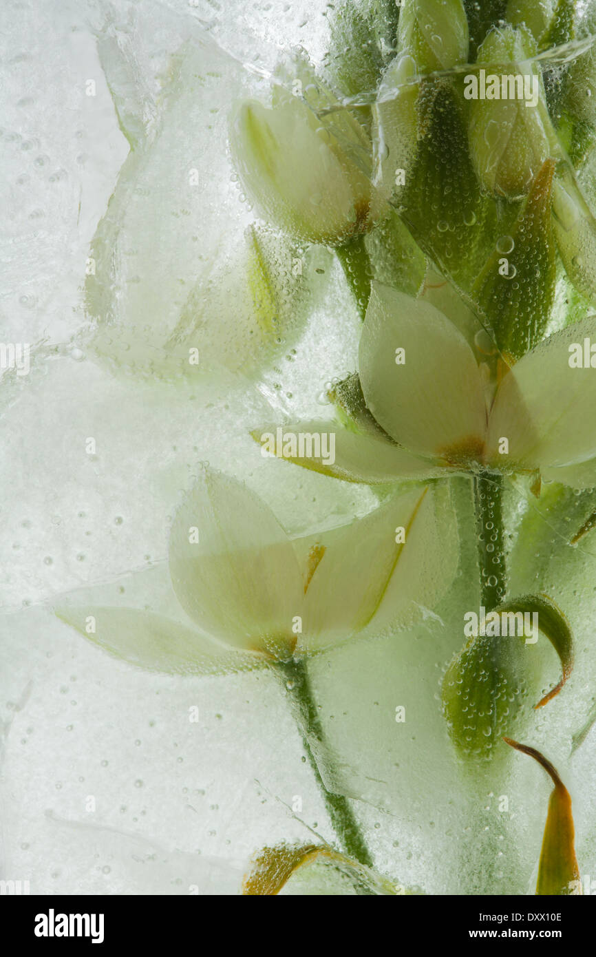 icy plants - plants frozen into a block of ice with trapped air bubbles ...