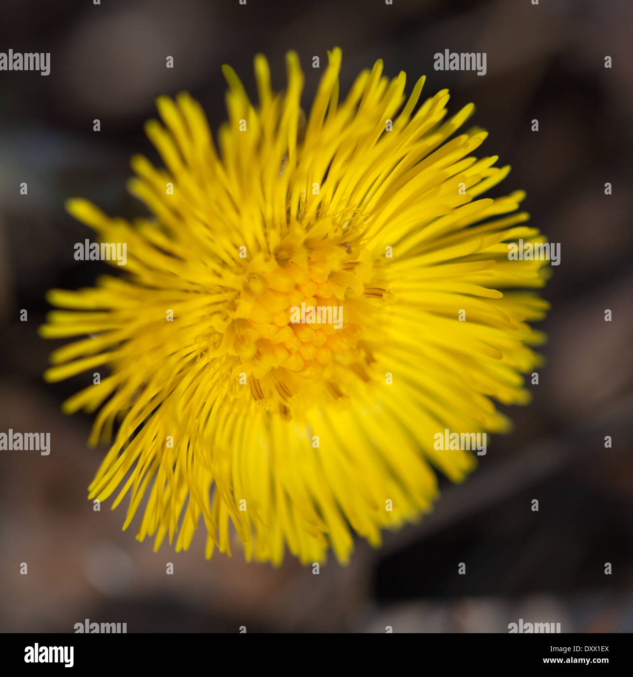 Rhizomes flowering plant hi-res stock photography and images - Alamy