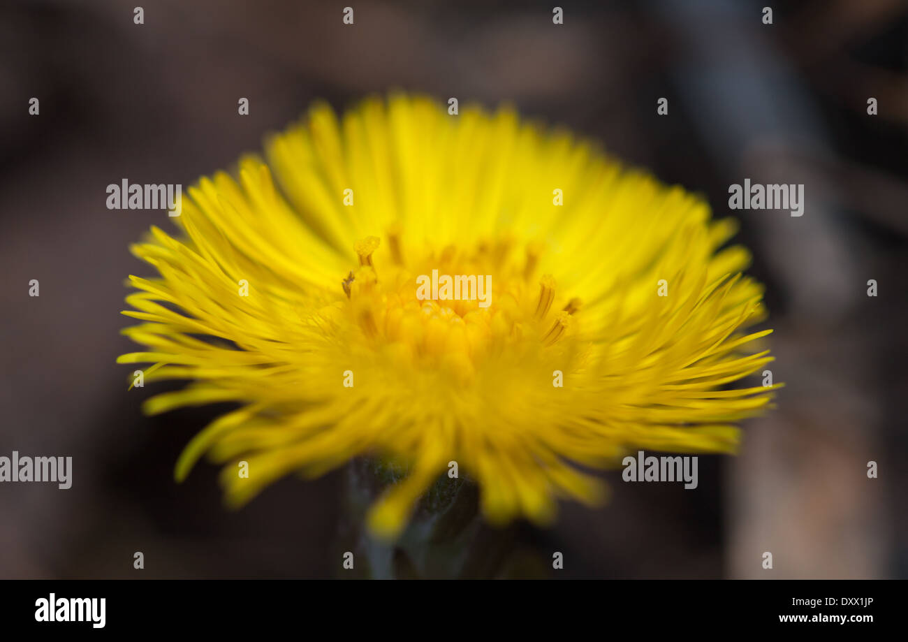 Rhizomes flowering plant hi-res stock photography and images - Alamy