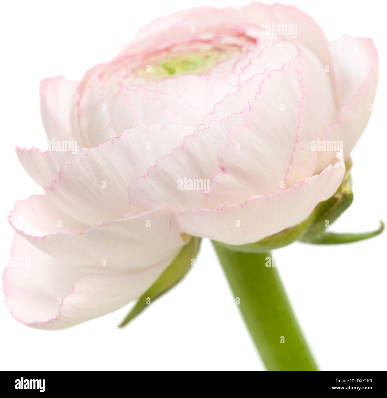 pale pink ranunculus, persian buttercup, isolated on white background ...