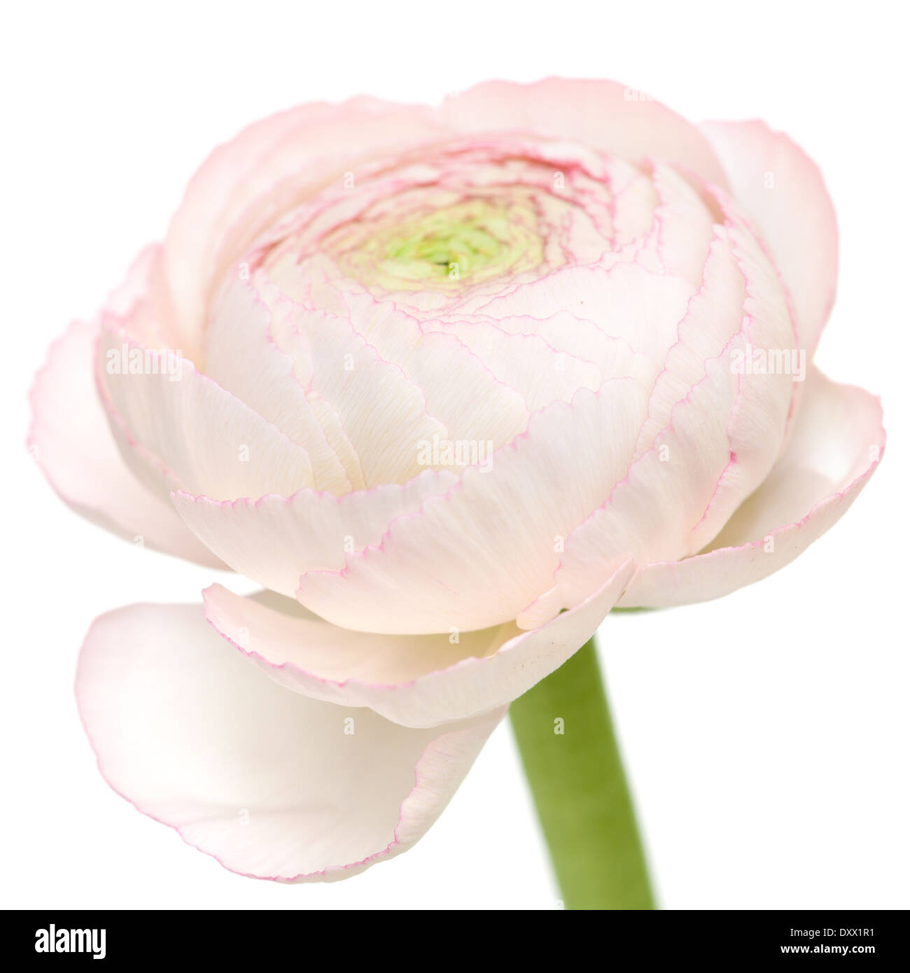 pale pink ranunculus, persian buttercup, isolated on white background ...