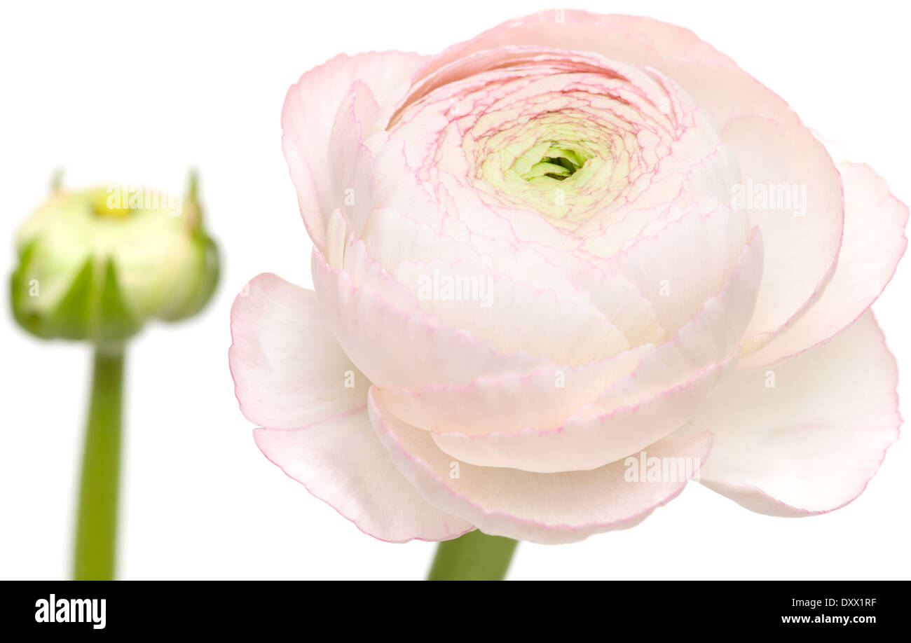 pale pink ranunculus, persian buttercup, isolated on white background ...