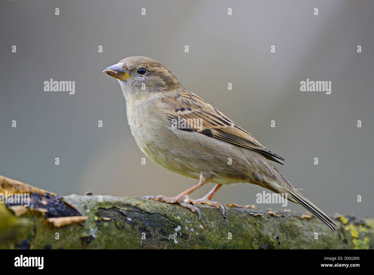 Passer domesticus domesticus germany hi-res stock photography and ...
