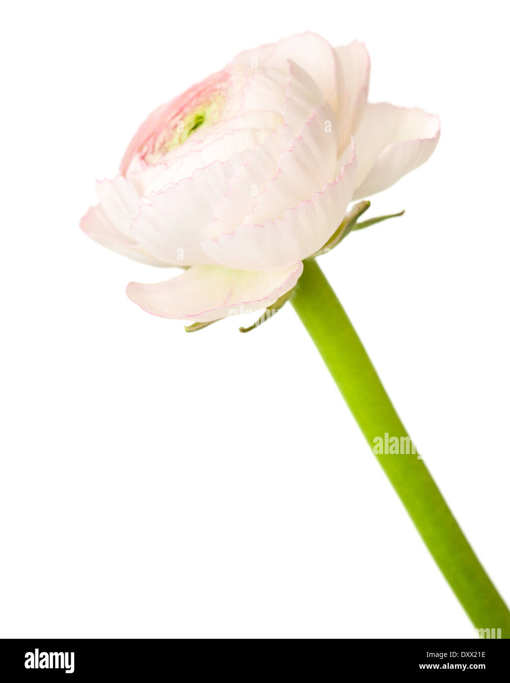 pale pink ranunculus, persian buttercup, isolated on white background ...