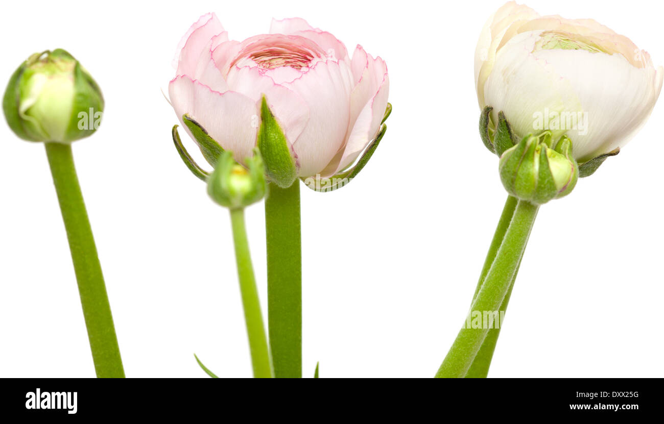 pale pink ranunculus, persian buttercup, isolated on white background ...