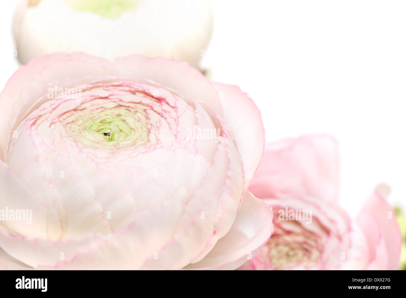 pale pink ranunculus, persian buttercup, isolated on white background ...