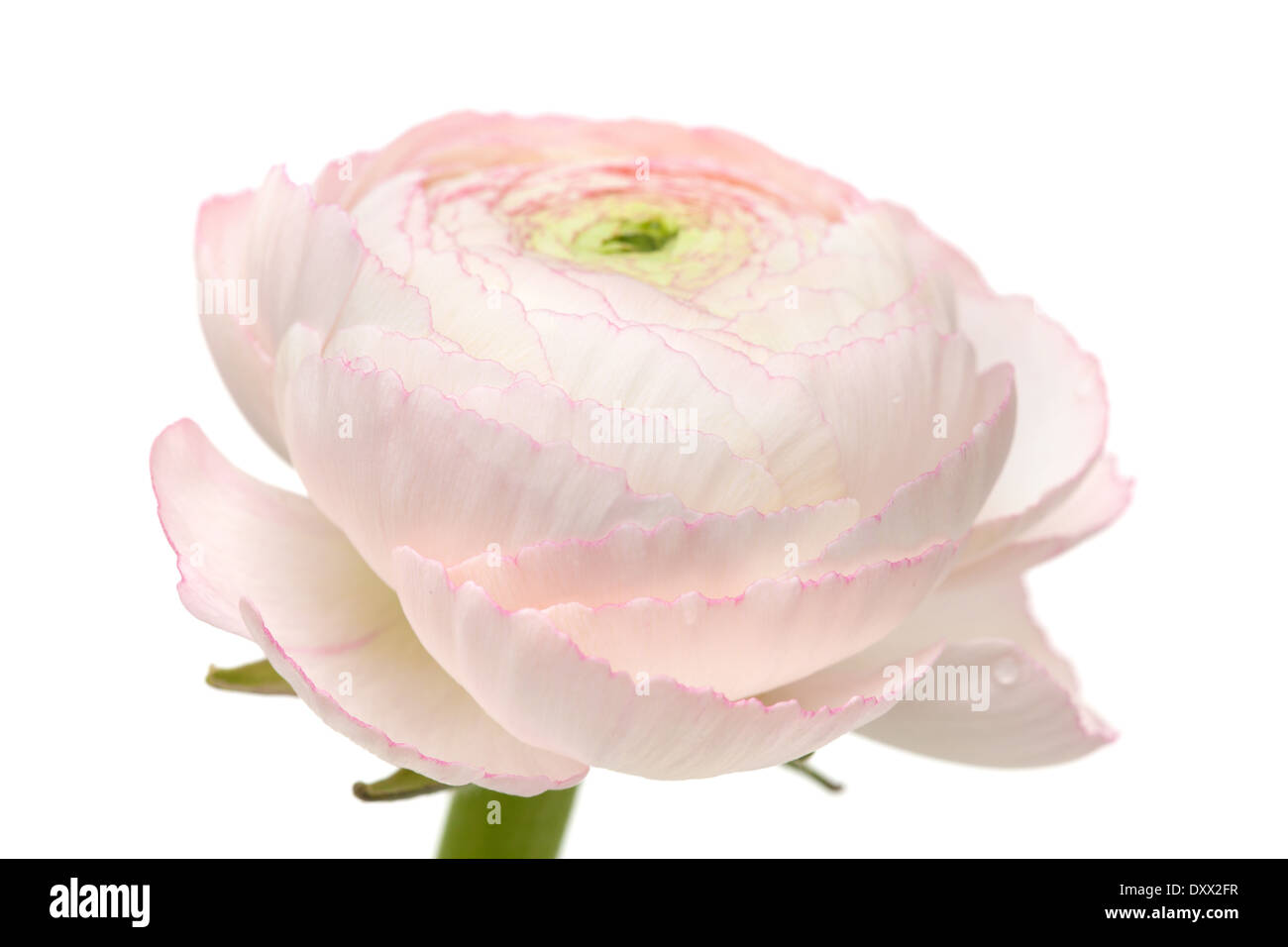 pale pink ranunculus, persian buttercup, isolated on white background ...