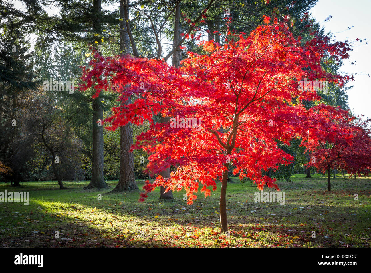 A red maple tree in parkland Stock Photo - Alamy