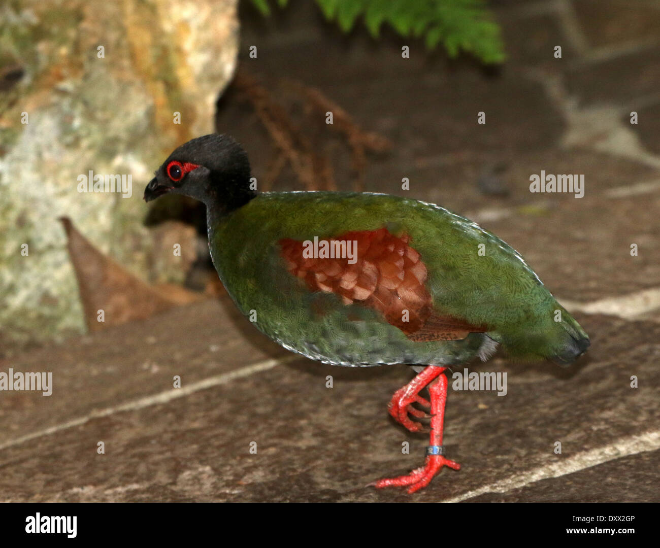 Portrait of a female Crested Partridge or Roul-roul (Rollulus rouloul ...