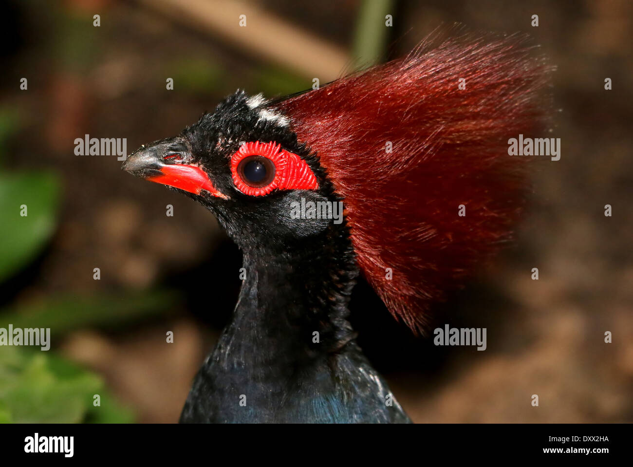 Rouloul couronne hi-res stock photography and images - Alamy