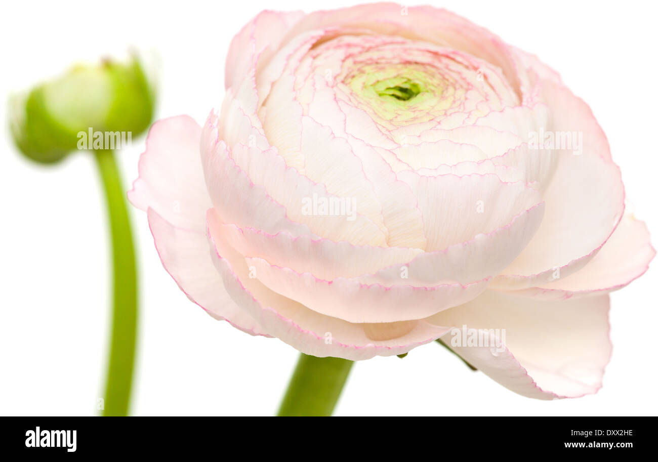 pale pink ranunculus, persian buttercup, isolated on white background ...