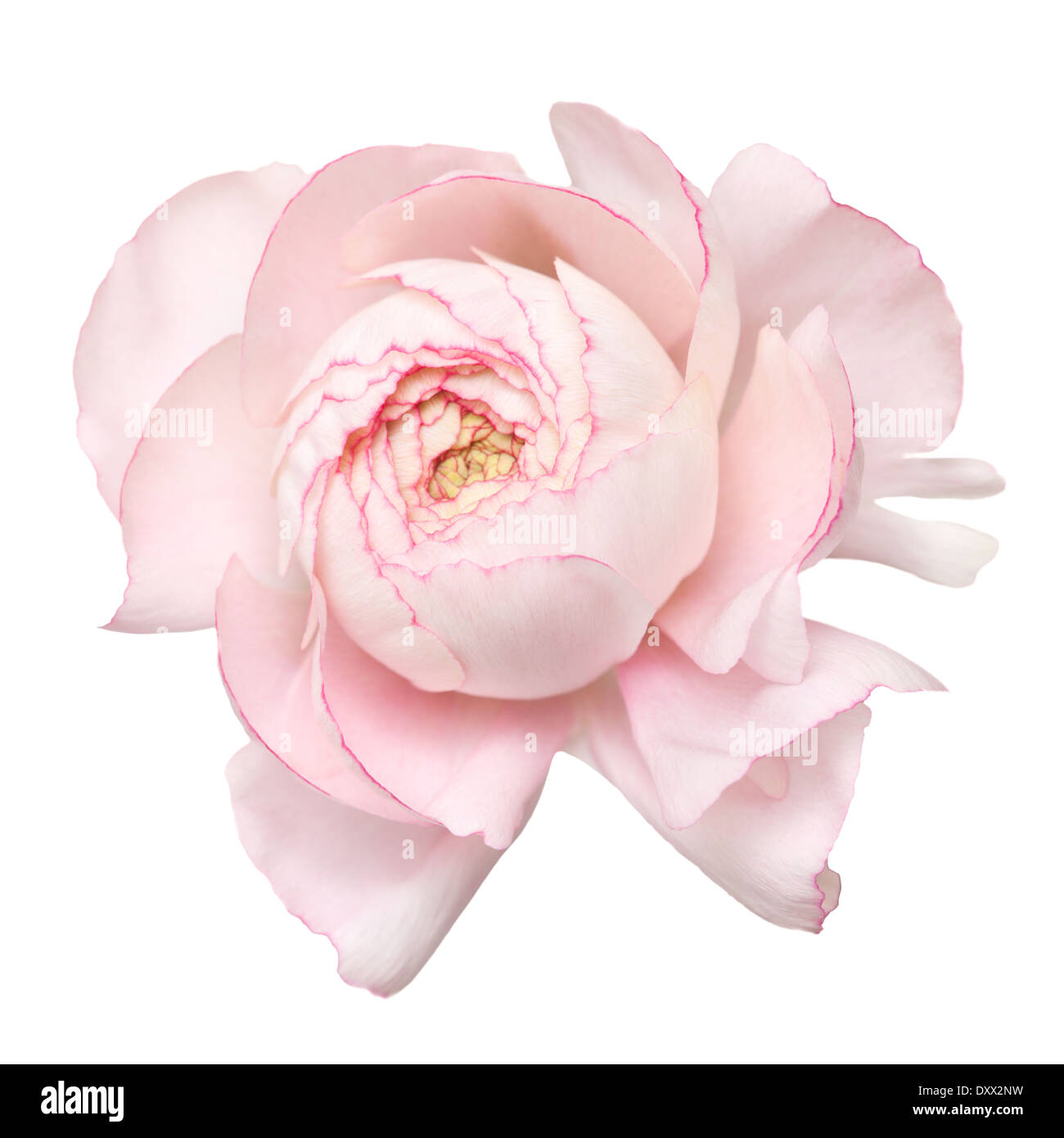 pale pink ranunculus (persian buttercup); isolated on white background ...