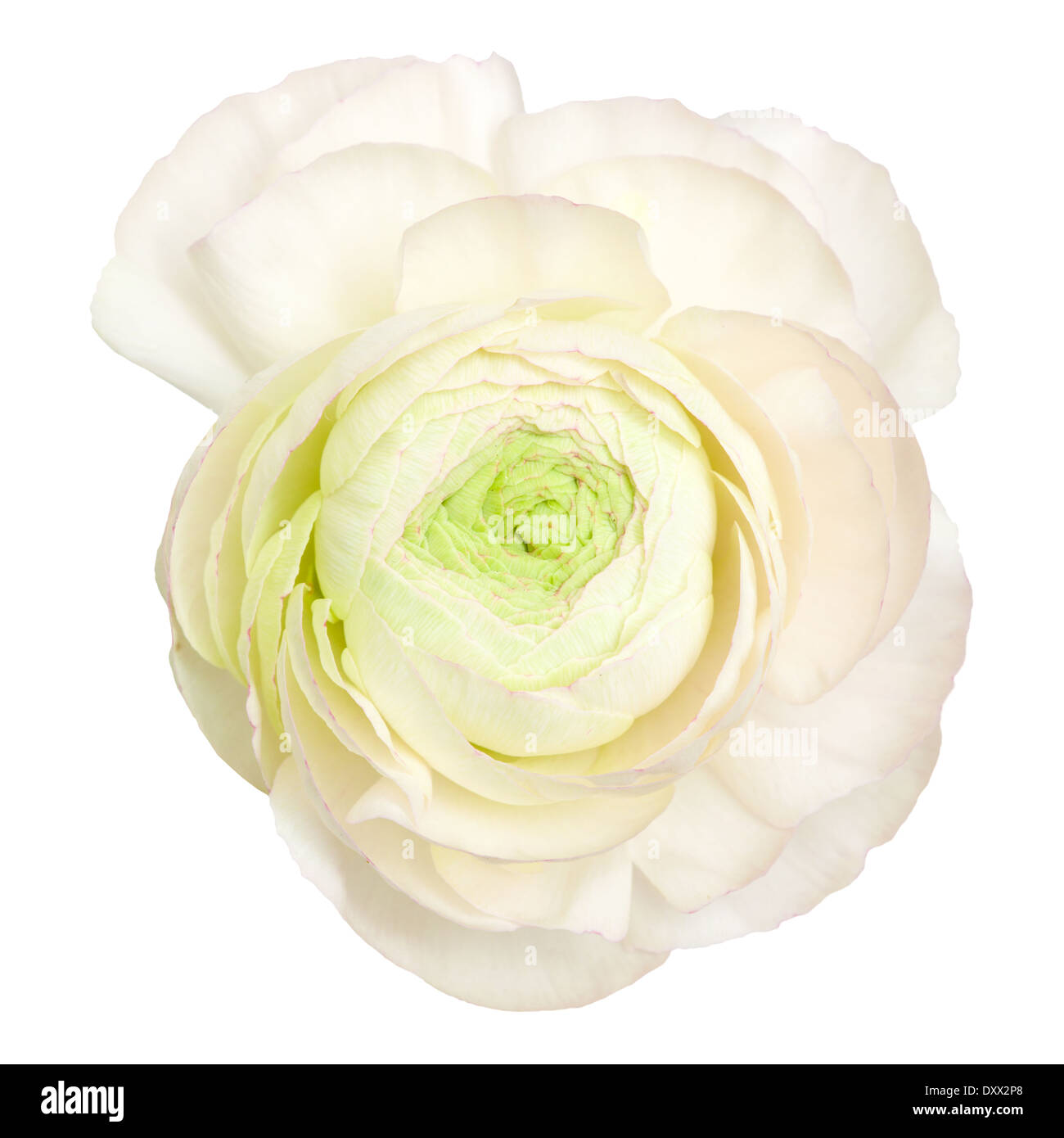 white ranunculus, persian buttercup, isolated on white background Stock ...
