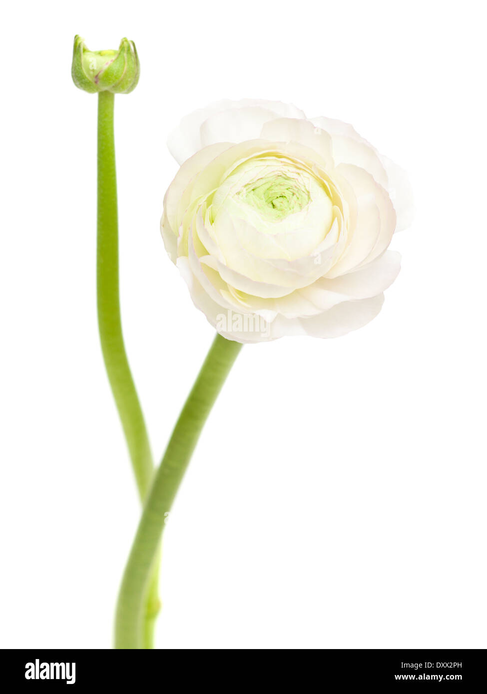 white ranunculus, persian buttercup, isolated on white background Stock ...