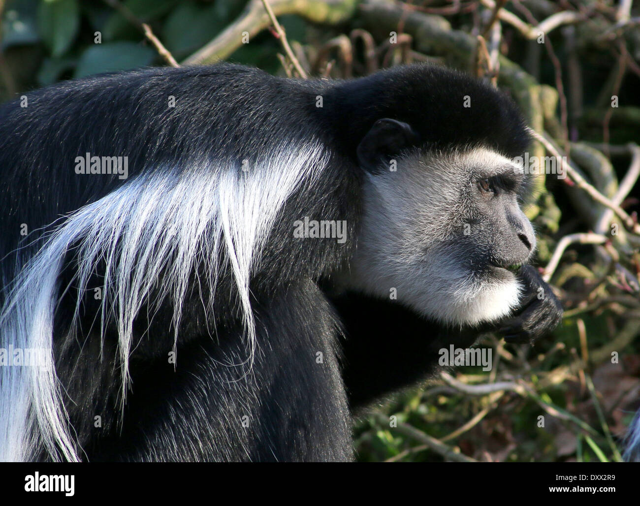 Mantled guereza a.k.a. eastern black-and-white colobus monkey (Colobus ... Mantled guereza a.k.a. eastern black-and-white colobus monkey (Colobus ...