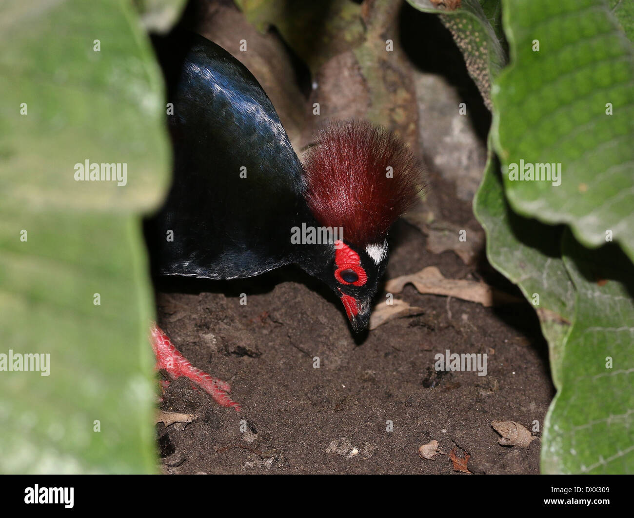 Rouloul couronne hi-res stock photography and images - Alamy